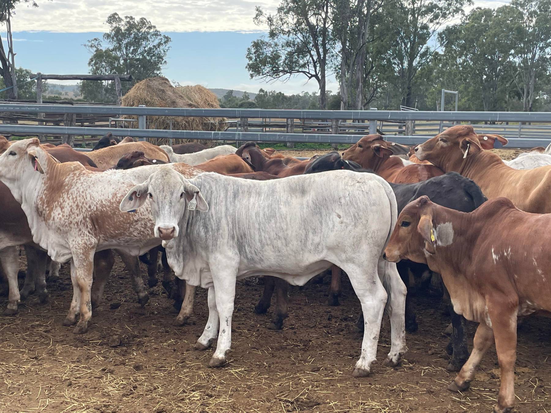 53 Brahman & Brahman Cross Heifers - Hourn & Bishop Qld